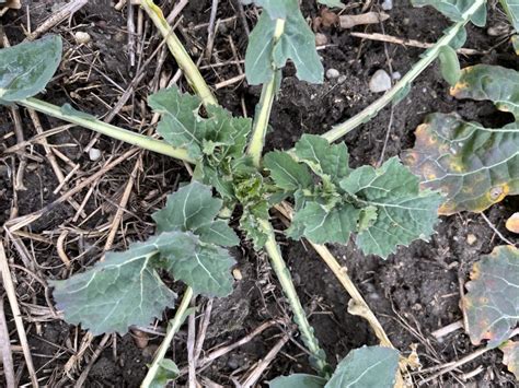 Repka Olejná Moje Rastliny