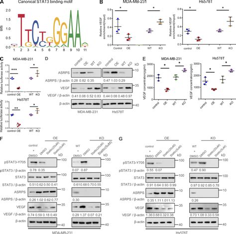 Asrps Regulated The Stat3vegf Signaling Pathway A Canonical Asrps Regulated The Stat3vegf Signaling Pathway A Canonical