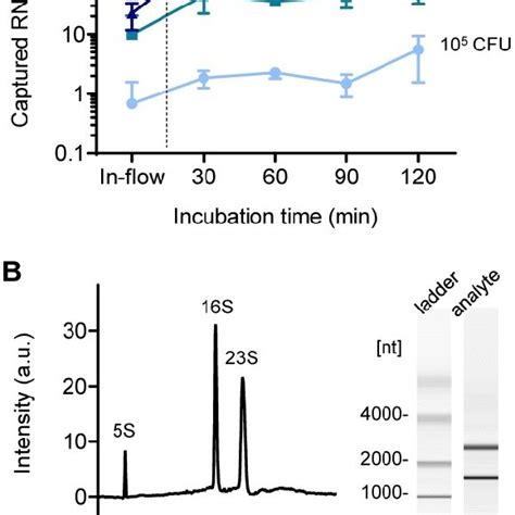 A Custom Designed Electroplating Setup A Overall View Of The Download Scientific Diagram