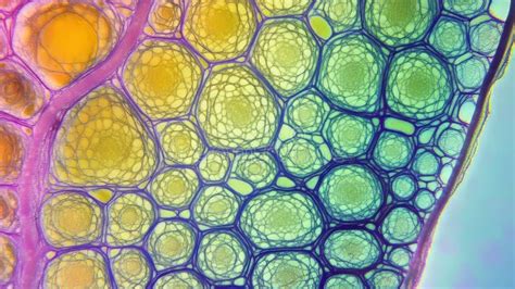 Vibrant Abstract Patterns Of Plant Cells Under Microscope Showcasing Nature S Hidden Beauty