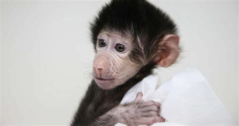 Babun Yavrusu Limon Büyüyor Sözcü