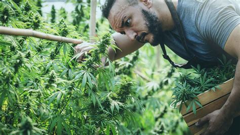 Altus Biolabs Thc And Cbd Analyses