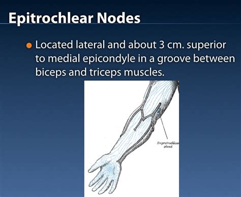 Which Area Of The Arm Drains To The Epitrochlear Nodes Best Drain