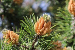 What Kind Of Tree Is This A Tree Identification Guide