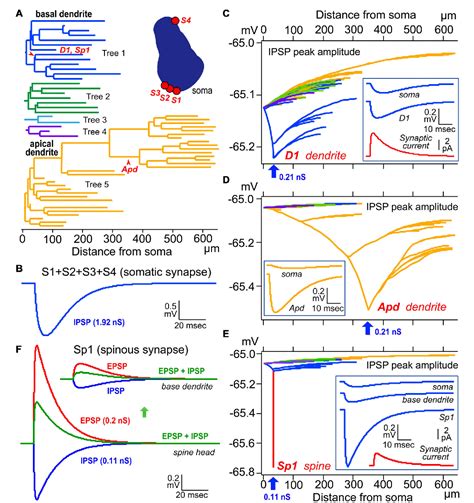 Figure 1 From The Diversity Of Cortical Inhibitory Synapses Semantic