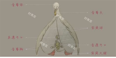 让女生快乐是阴蒂存在的唯一理由彩图教你认识它 知乎