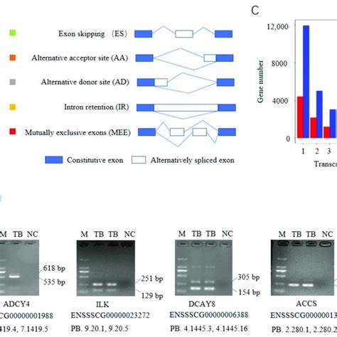 Identification Of Alternative Splicing As Events By Iso Seq Analysis