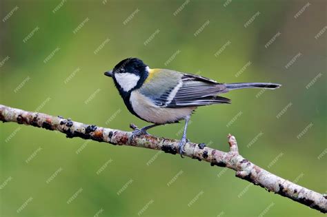 Premium Photo Japanese Tit Parus Minor Beautiful Birds Of Thailand