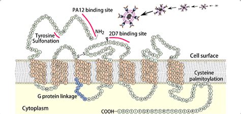 The Structure Of Membrane Integrated Ccr5 The Elements Important In
