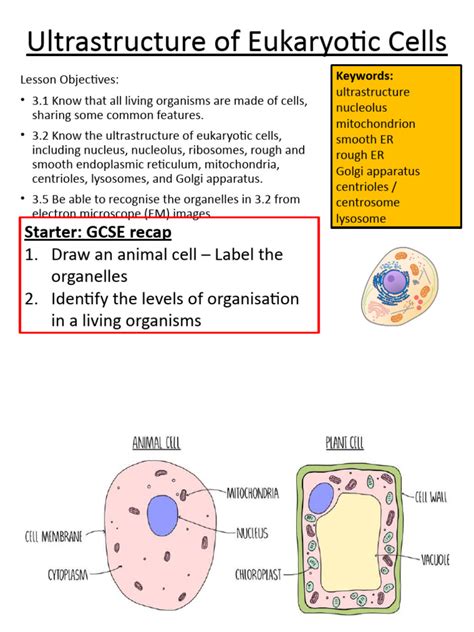 Ultrastructure Of Eukaryotic Cells Pdf Endoplasmic Reticulum Biophysics