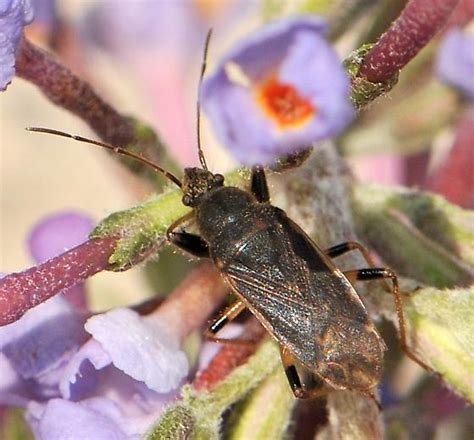 Dirt Colored Seed Bug Perigenes Constrictus Bugguidenet