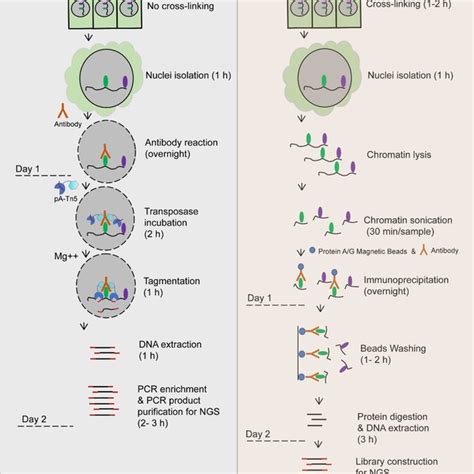 Correlation Analysis Of Cutandtag And Chip Samples A Hierarchically Download Scientific Diagram