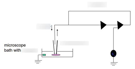 Diagram Of Whole Cell Patch Clamp Technique Quizlet