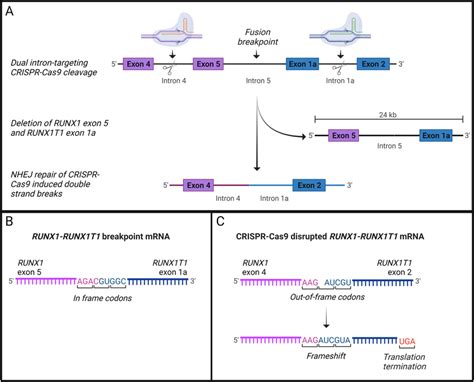 Fusion Gene Disruption Strategy A Dual Intron Targeting Download