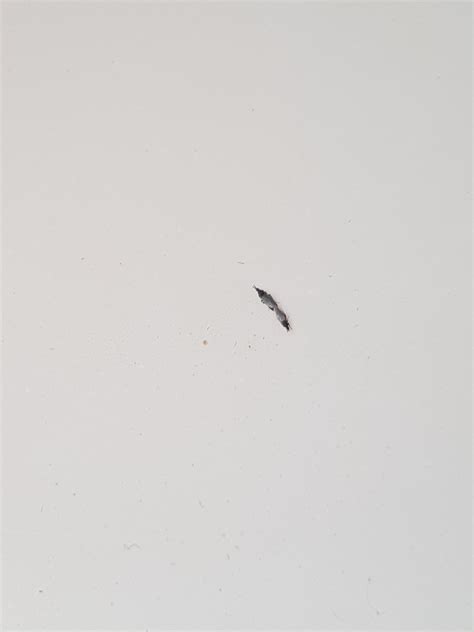 Annoying Bug Album On Imgur