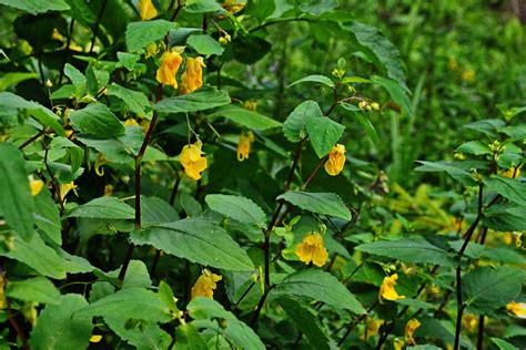 How To Plant And Grow Jewelweed In The Garden Gardeners Path