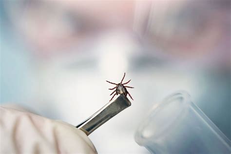 National Shortage Of Life Saving Tick Paralysis Antiserum Vet