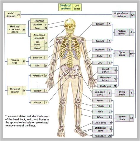 206 Bones Of The Body Diagram Anatomy System Human Body Anatomy