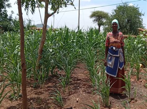 Fast No More Projects Conservation Agriculture