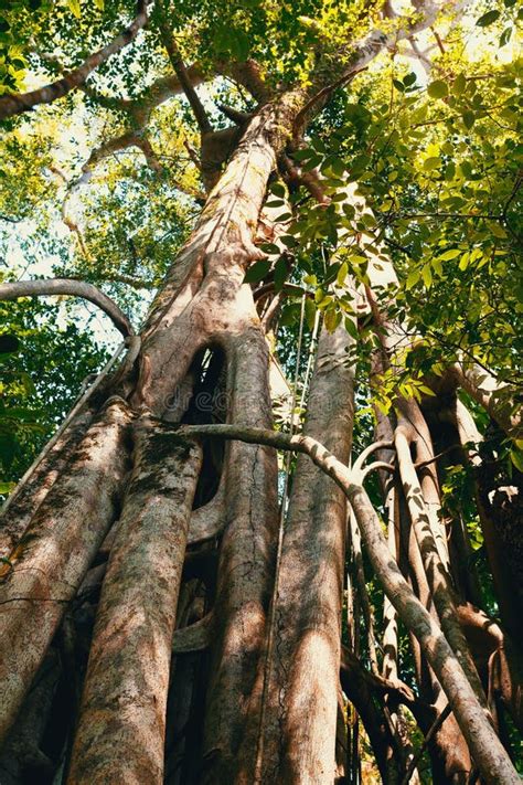Massive Tree Is Buttressed By Roots Tangkoko Park Stock Image Image Of Leaves Asia 75515705