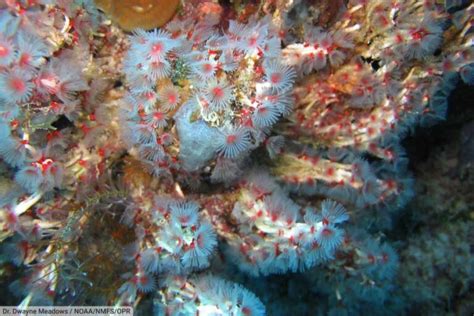 Invertebrates Examples With Pictures And Interesting Facts Invertebrates Examples With Pictures And Interesting Facts