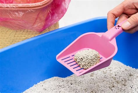 premium photo clumping bentonite cat litter on pink scoop cleanliness