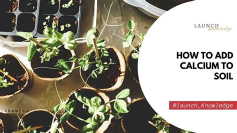 How To Add Calcium To Soil Tips For Gardening