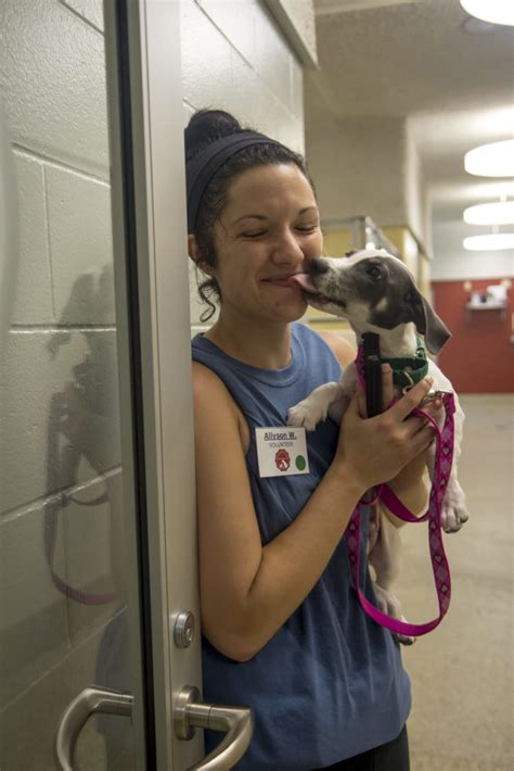 Volunteering Animal Shelter