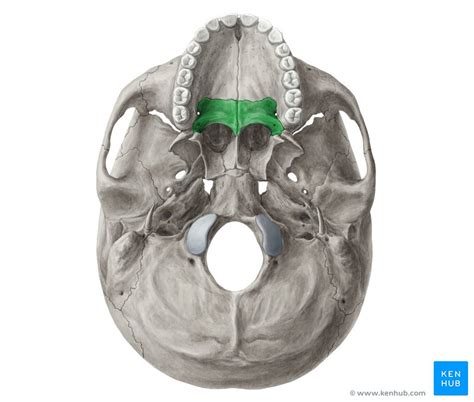 The Palatine Bone Anatomy Borders And Development Kenhub