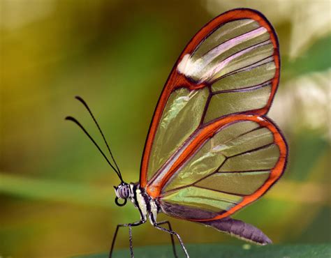 Translucent Glasswinged Butterfly
