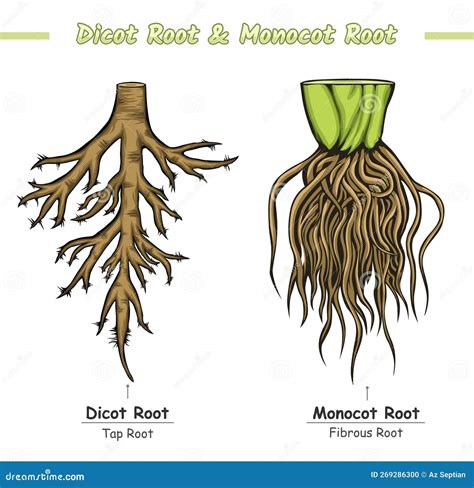 Difference Between Root And Dicot Root Vector Illustration CartoonDealer