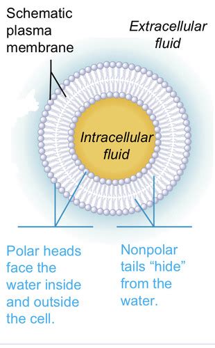 Chapter Flashcards Quizlet Chapter Flashcards Quizlet