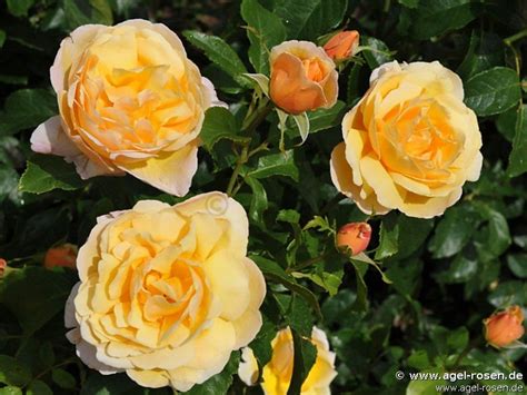 Buy Soleil Vertical ® – Climbing Rose – AGEL ROSEN