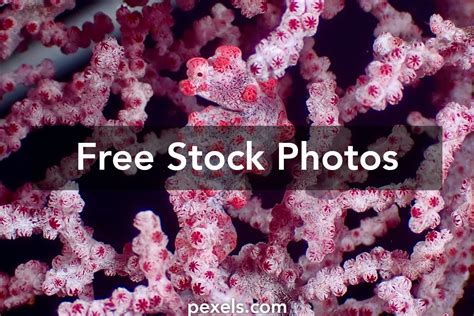 Seahorse Habitat Photos Download The Best Free Seahorse Habitat Stock