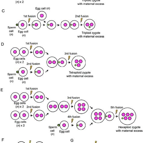 Developmental Profiles Of Polyspermic Triploid Zygotes An Egg Cell Was