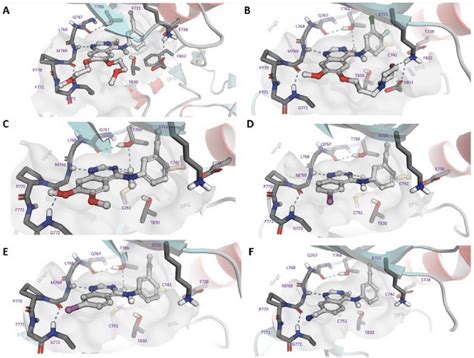 Docking Of Compounds In The Egfr Atp Binding Site Pdb 1m17 A Download Scientific Diagram