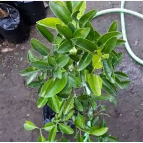 Jual Bibit Jeruk Limau Jeruk Pecel Jeruk Sambel Bisa Cod Shopee Indonesia