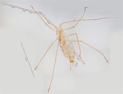 Macrosiphum On Salix Macrosiphum Californicum Bugguide Net