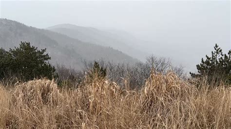 Video Tricia Dunlap On Linkedin Westvirginia Pendleton Nature