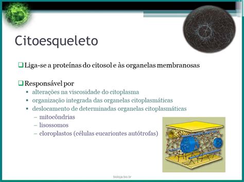 Citoesqueleto Bioloja