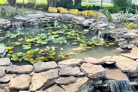 Koi Pond Filter Costs For Ponds Premier Ponds And Lighting