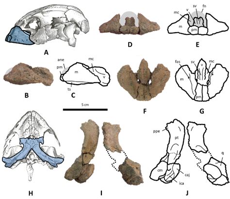 Preserved Rostrum Pterygoids And Quadrates Of Euclastes Wielandi