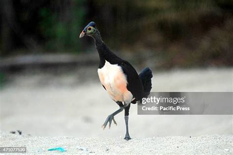 Maleo Bird Photos And Premium High Res Pictures Getty Images