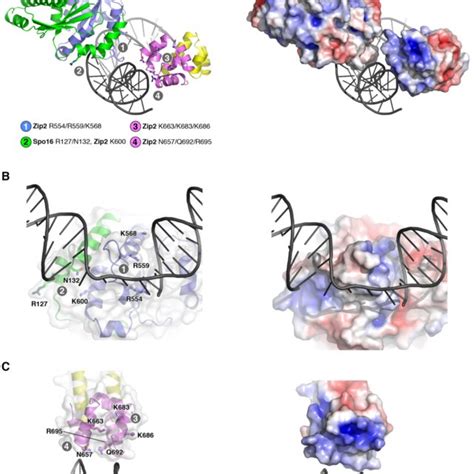 Figure S5 Identification Of Putative Dna Binding Surfaces Of Zip2