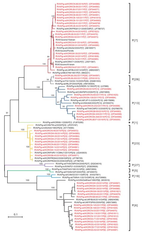 Phylogenetic Analysis Based On A Partial Nucleotide Sequence Of The Vp4 Download Scientific