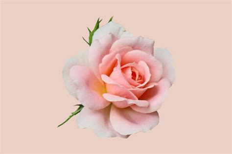 Rose Name Meaning Popularity And Variations Motherhood Community