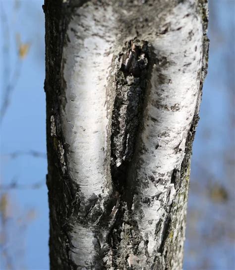 Fake Tree Bark Bark Of The Birch Tree With The Shape Like A Vagina Stock Photo