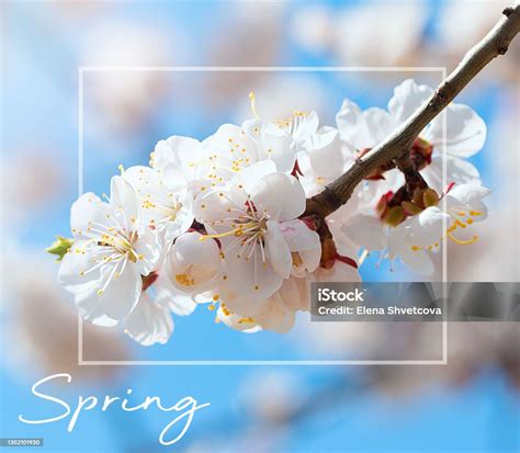 푸른 하늘과 햇빛의 배경에 벚꽃의 가지 하얀 꽃 잎이 닫힙다 장식 화이트 프레임과 비문 봄 0명에 대한 스톡 사진 및 기타 이미지 Istock