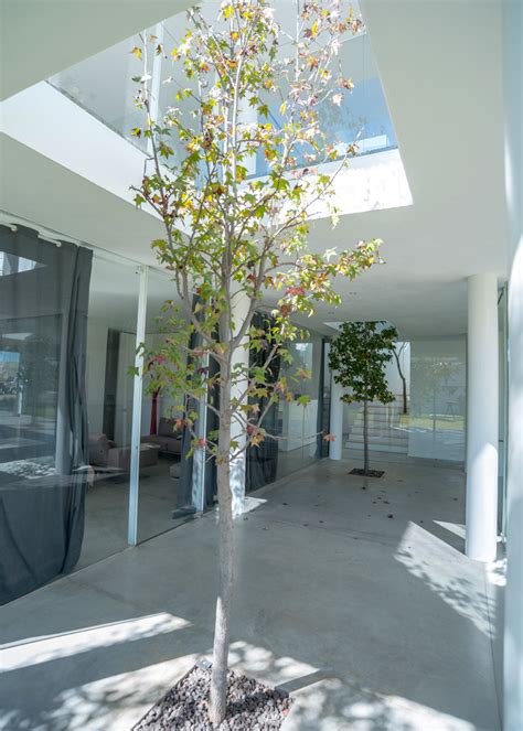 Trees Grow Through The Floors Of A House By Roof Arquitectos