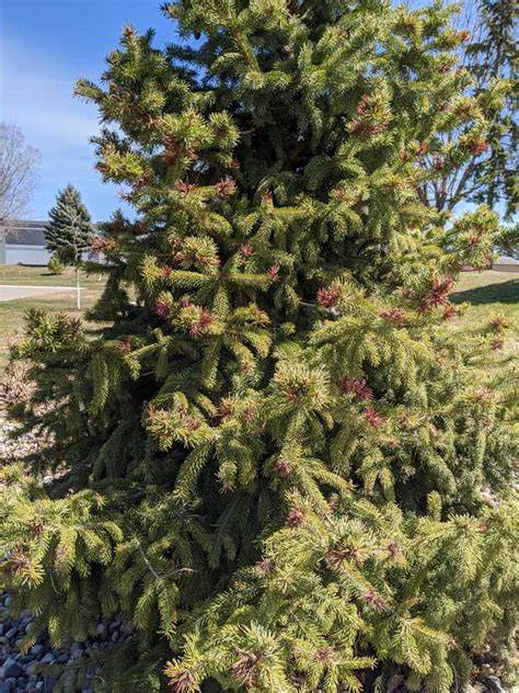 About Us Premium Tree Protection